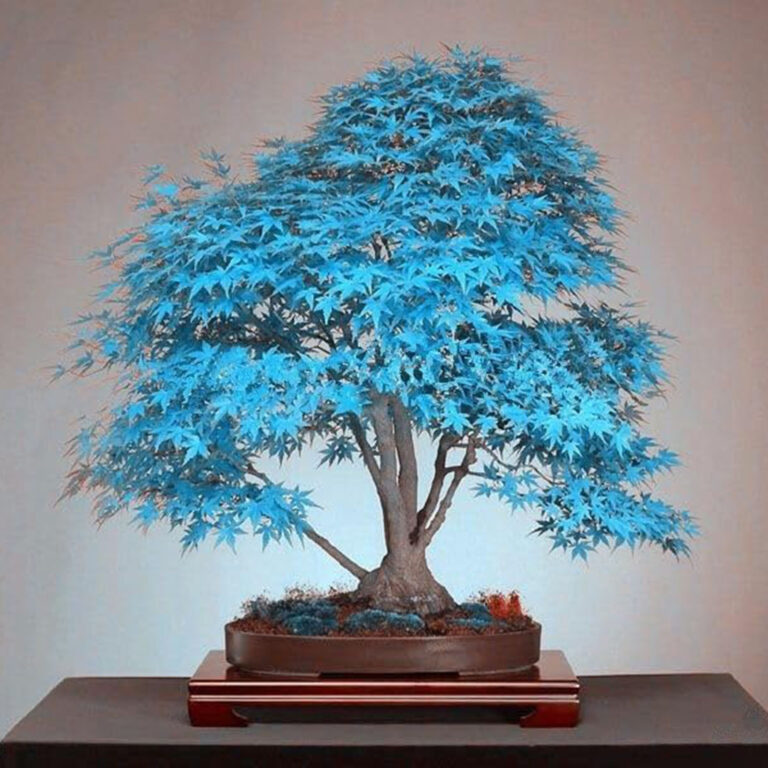 Rare Blue Maple Tree - CRAOB